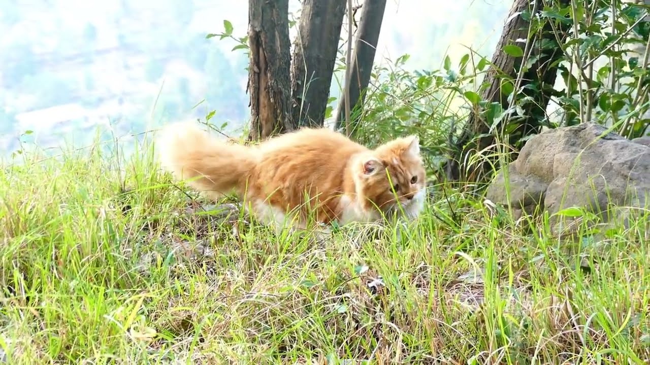 Playful Kittens Climbing Trees & Jumping Around 🌳🐾 | Relaxing Cat Meow ...