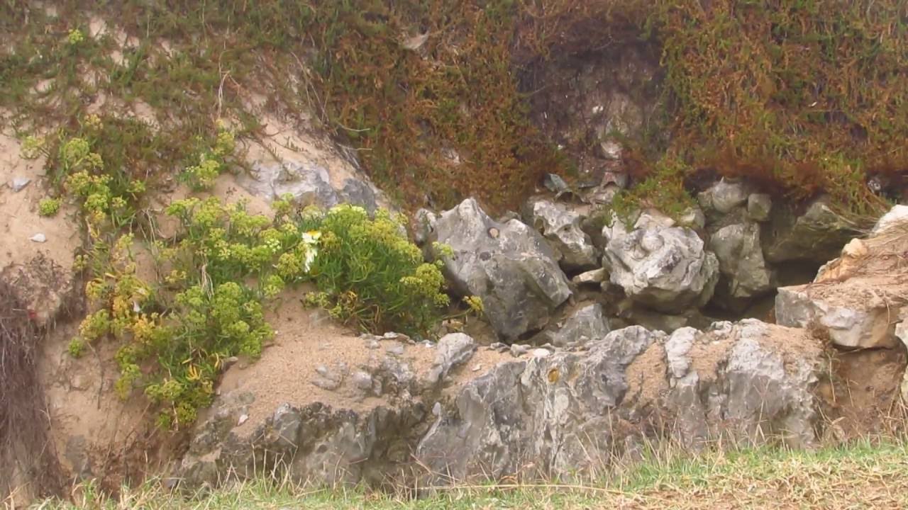 El sonido de los bufones de Pría (Asturias) - YouTube