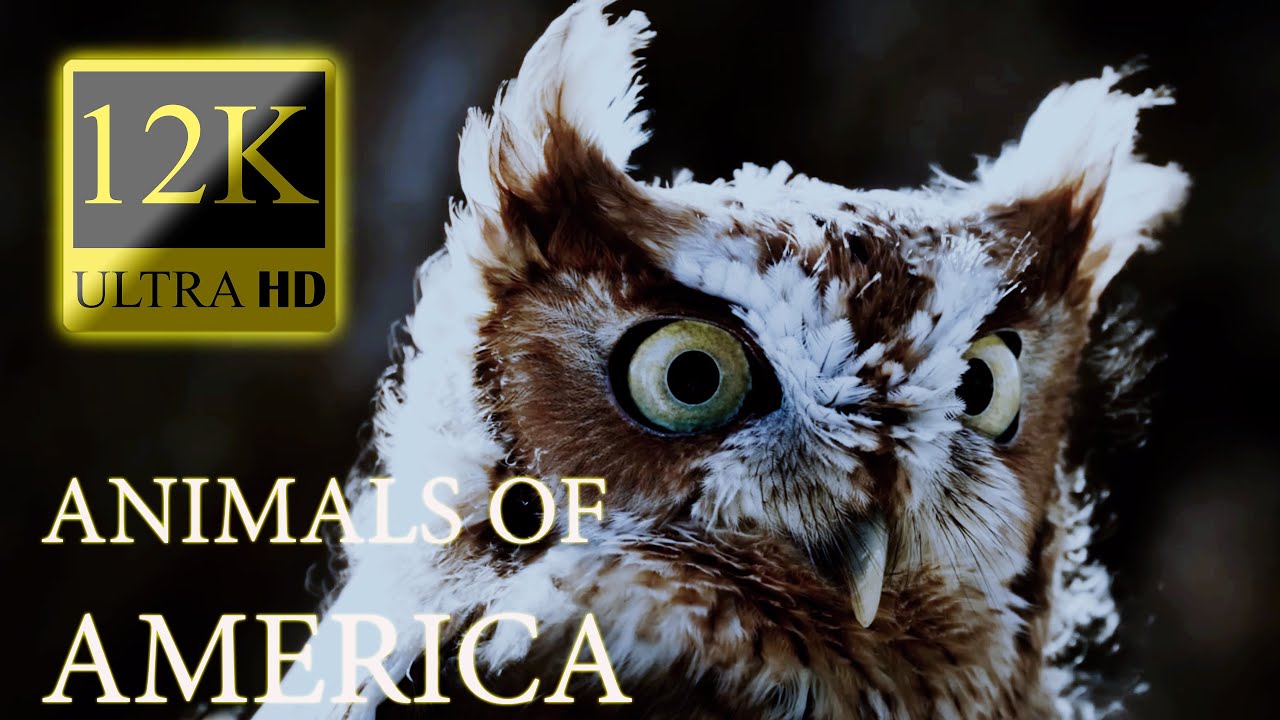 ANIMALS OF AMERICA 12K HDR 60fps Dolby Vision - Wildlife Documentary ...