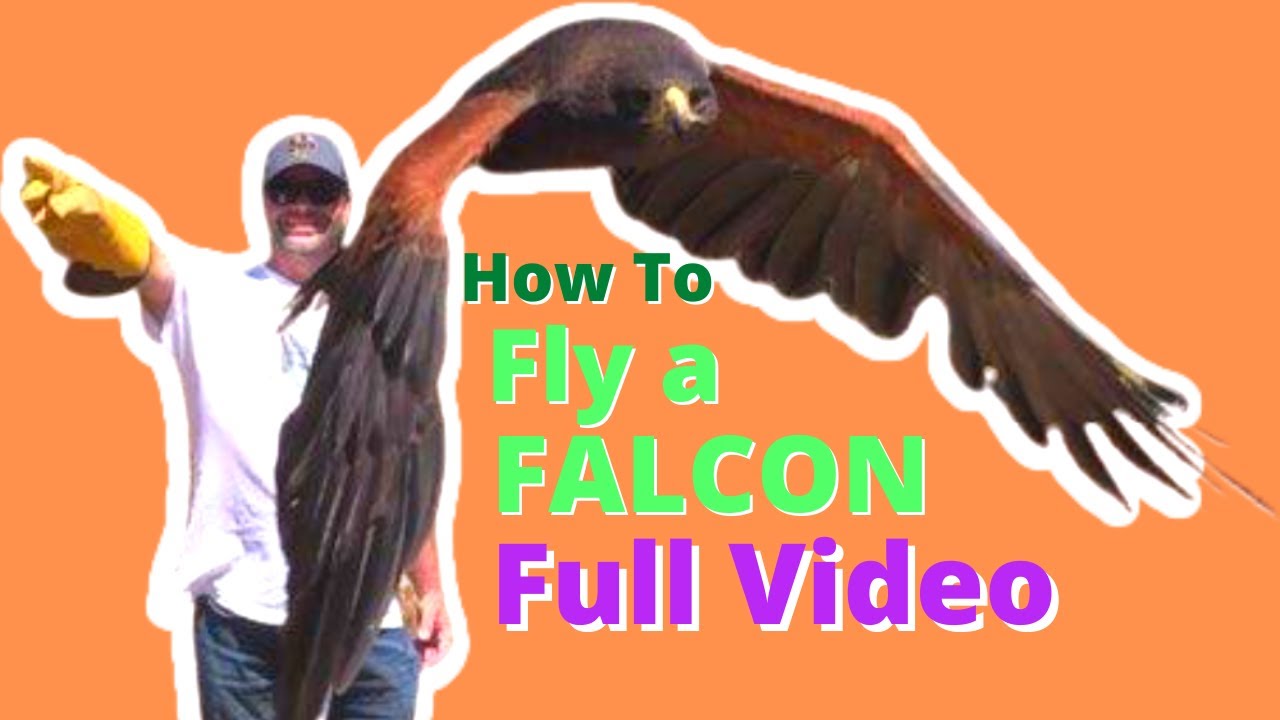 Learn How to Fly a Falcon with one phrase #FlyAFalcon #GiveMeSteam # ...