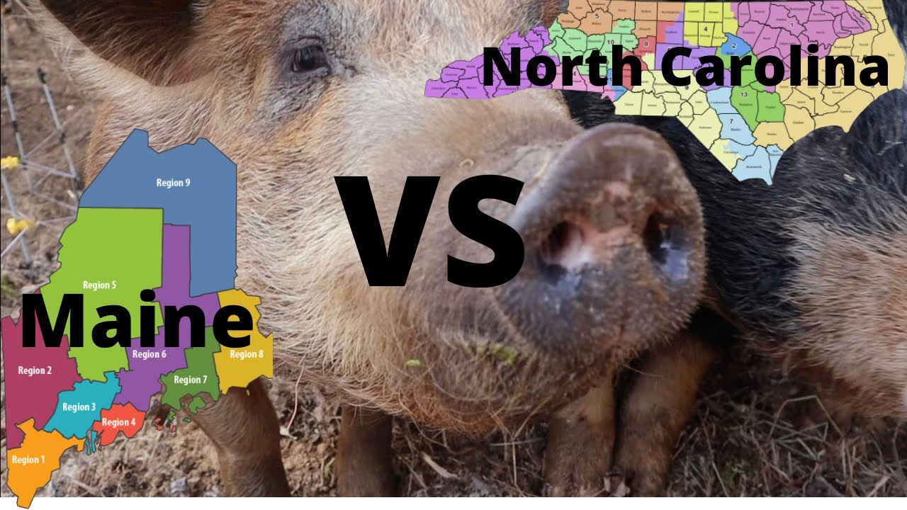 Visited a pasture raised pig farm during our trip to Maine, # ...