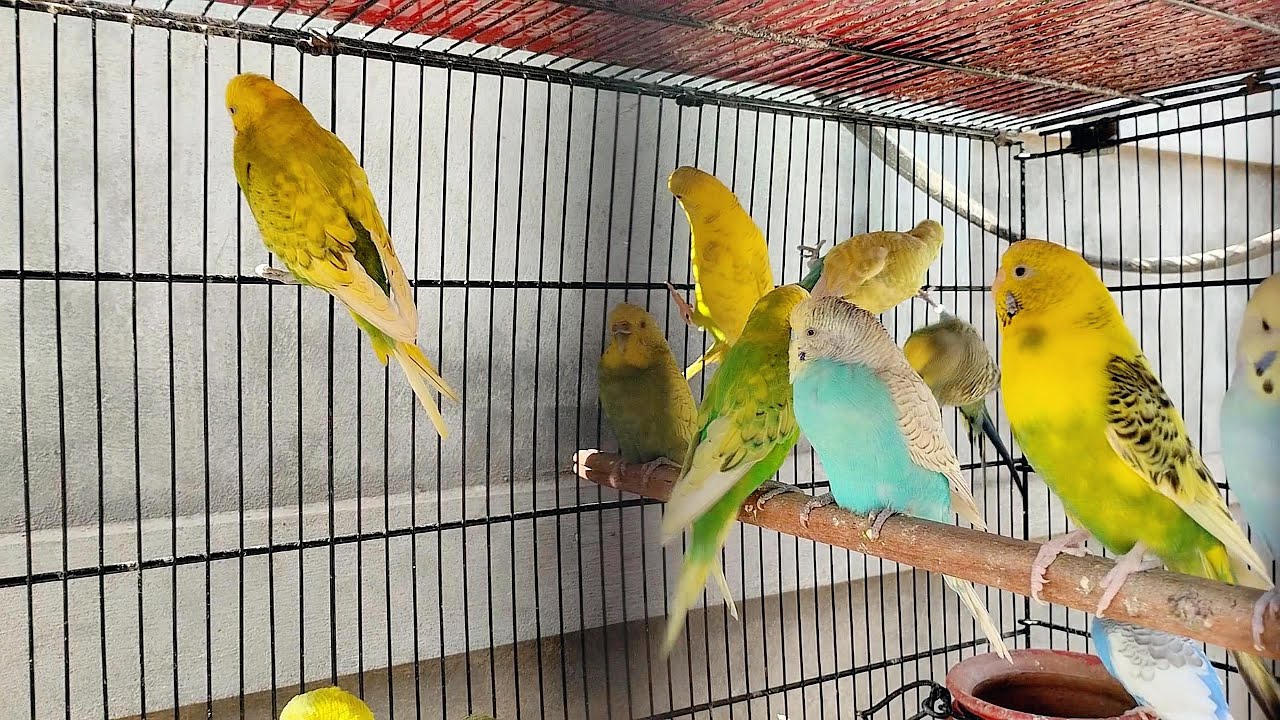 Charming tiny Birds / viral video / Comfy Vibe #viralvideo # ...