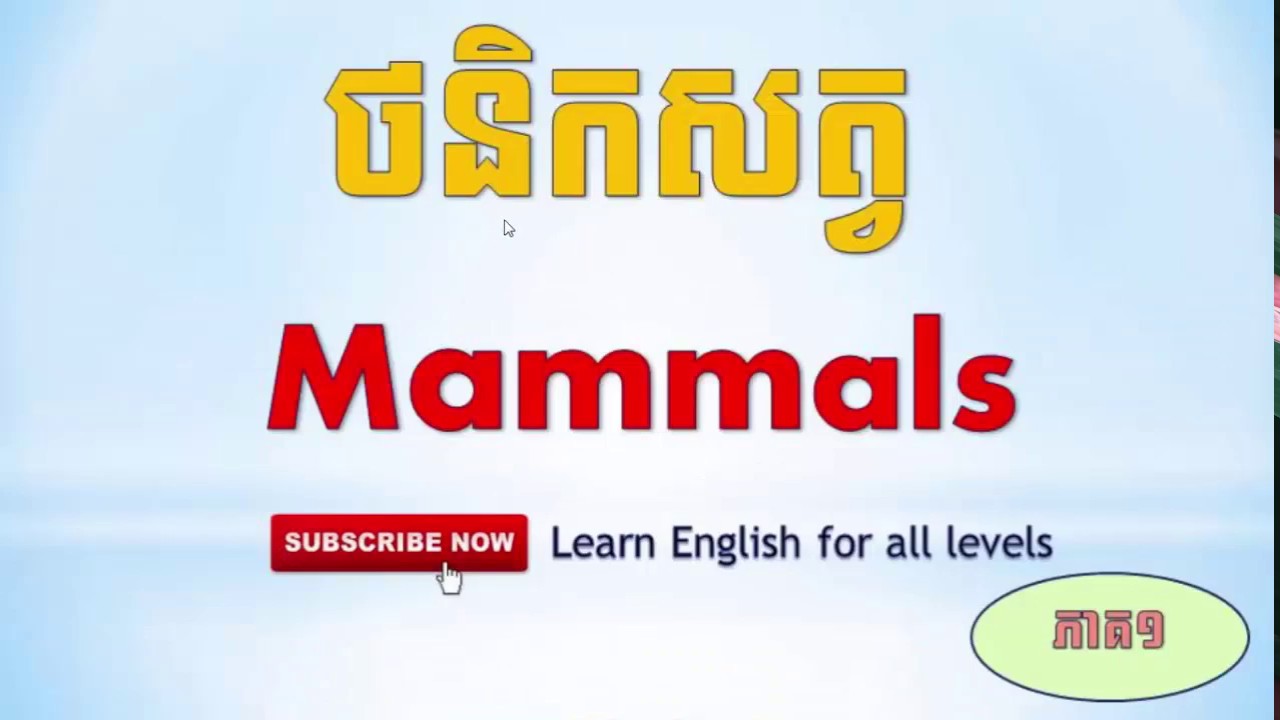 How to use mammal words of English | Learn English for all levels - YouTube