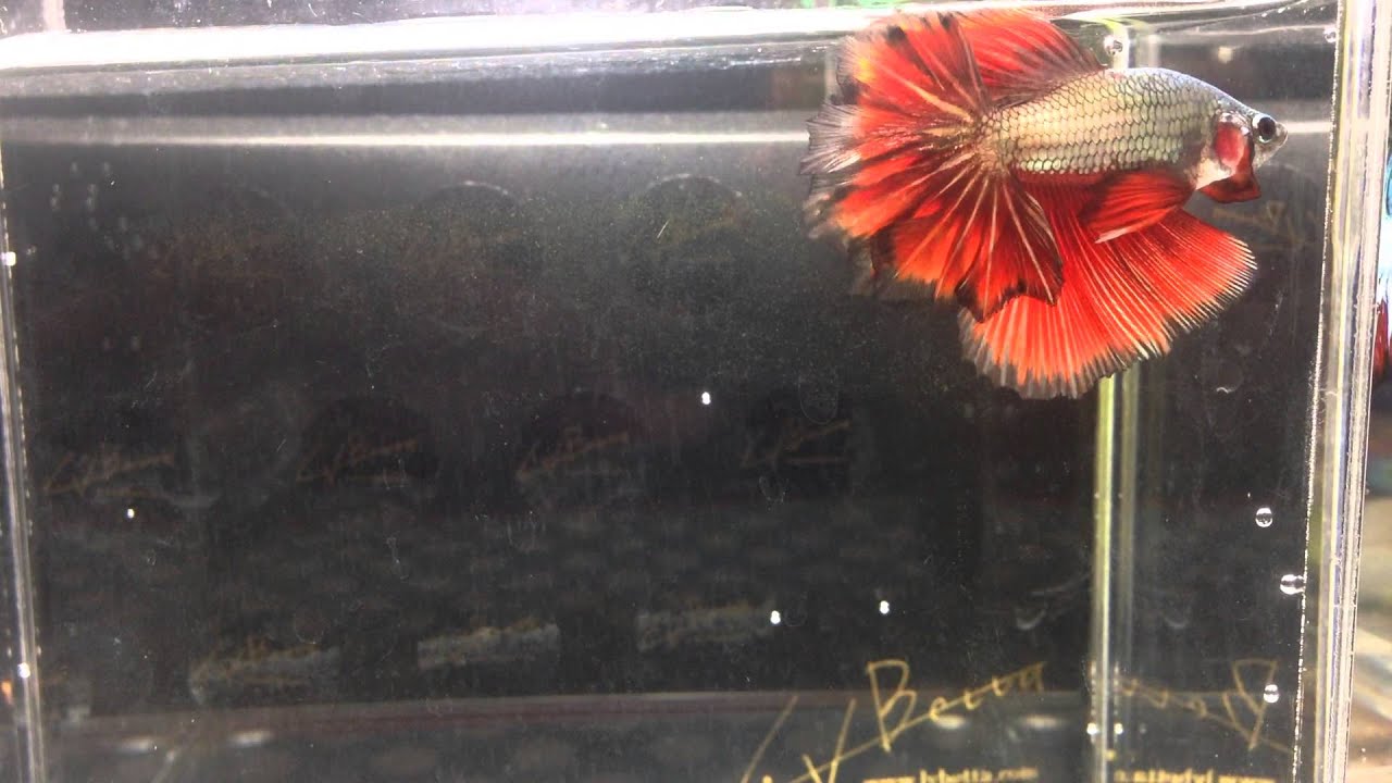 Red gold OHM apache tail - YouTube