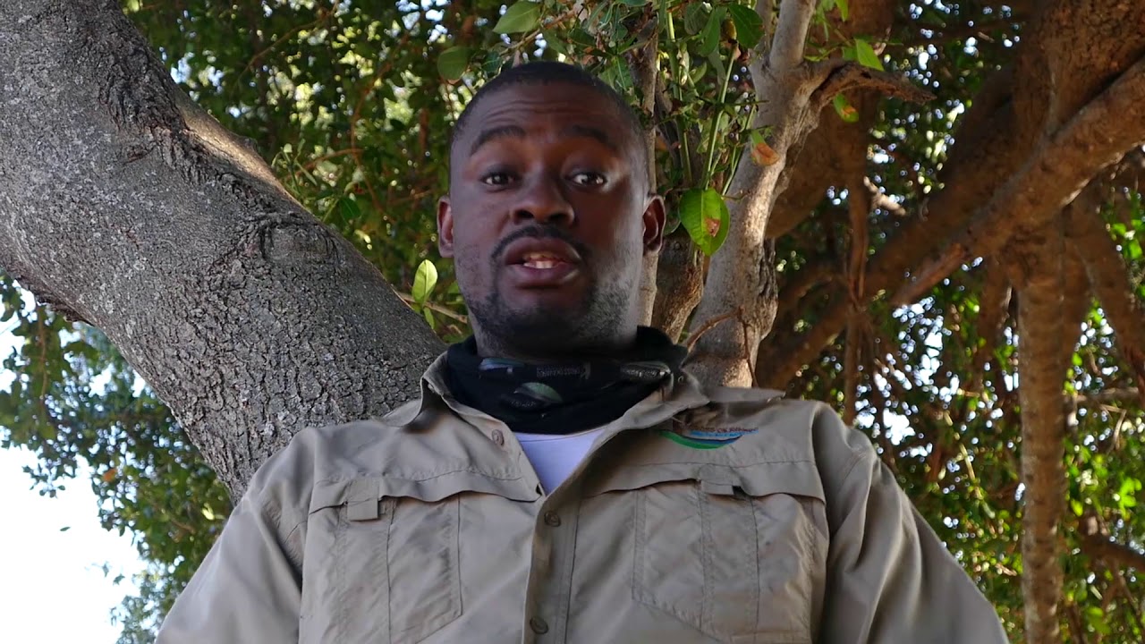 Stiger Sola, HT Tautona, Leshie Lovesong Okavango O Moxa - YouTube