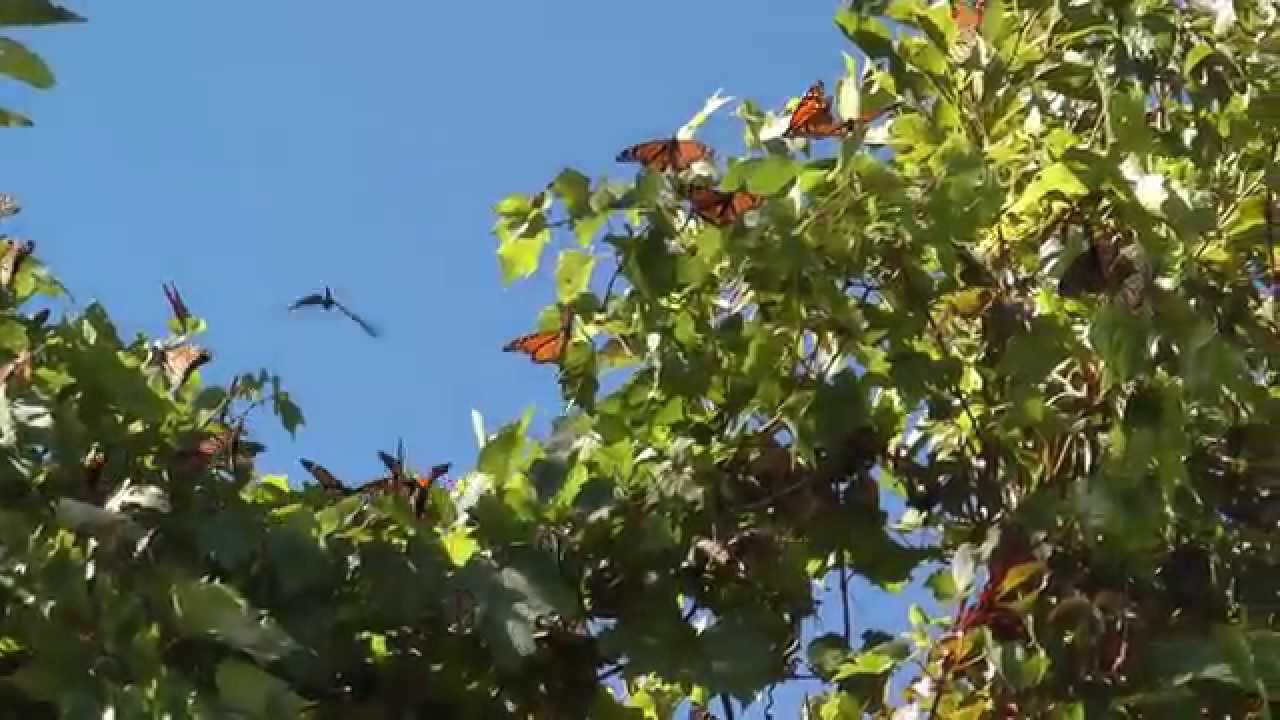 Monarch Migration at Point Pelee - YouTube