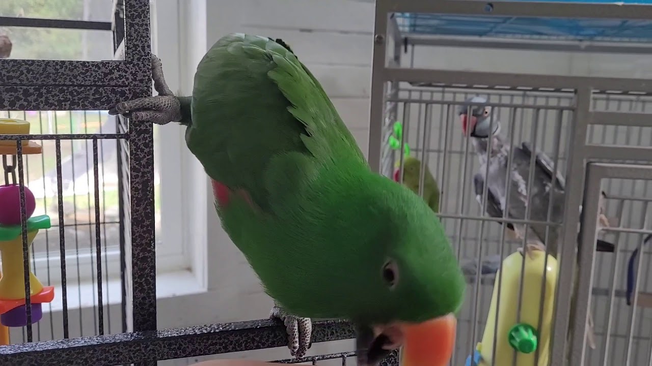How To Teach Your Parrot To Step Up! - YouTube