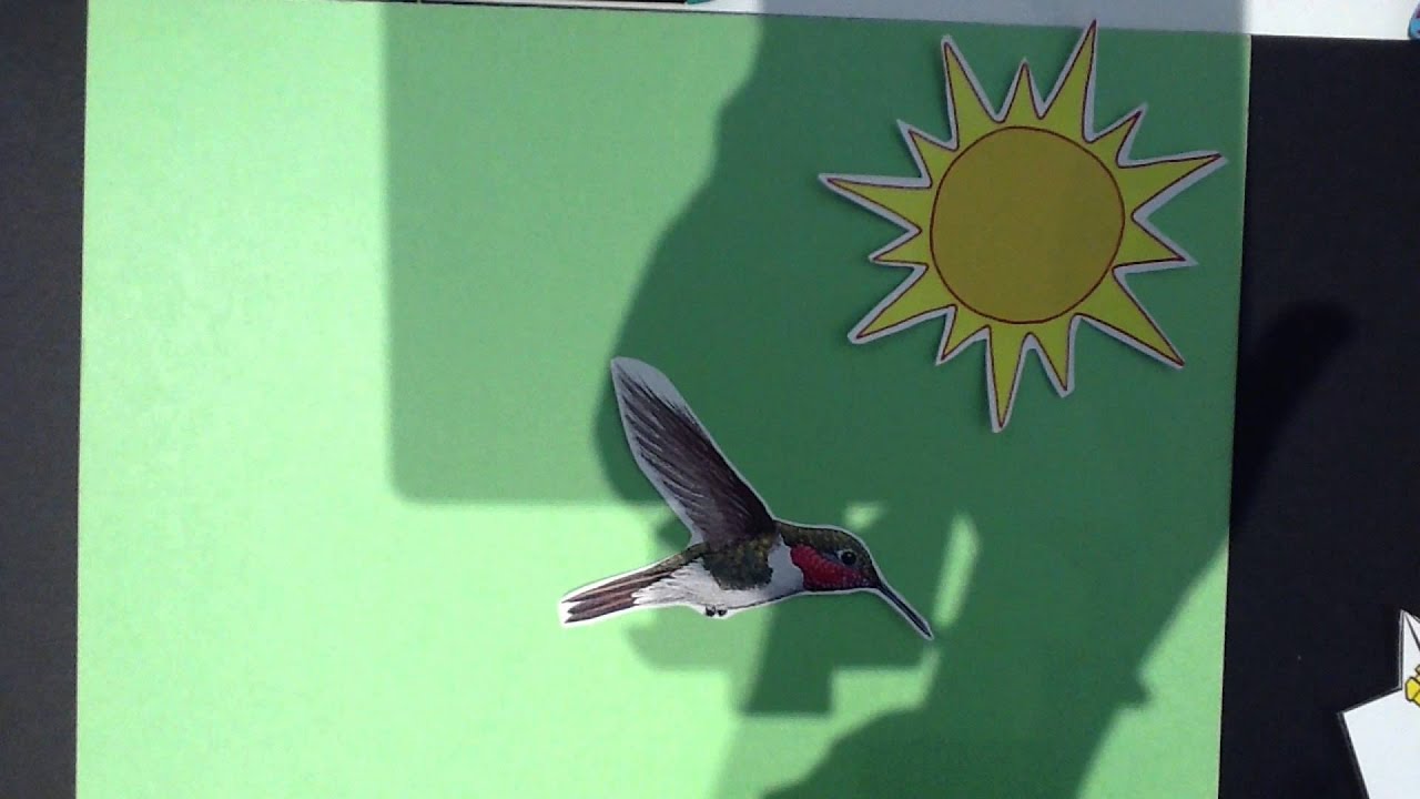 die bird die - YouTube