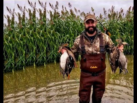 MICHIGAN DUCK HUNTING 2019 (Shiawassee River Guest Hunt) - YouTube