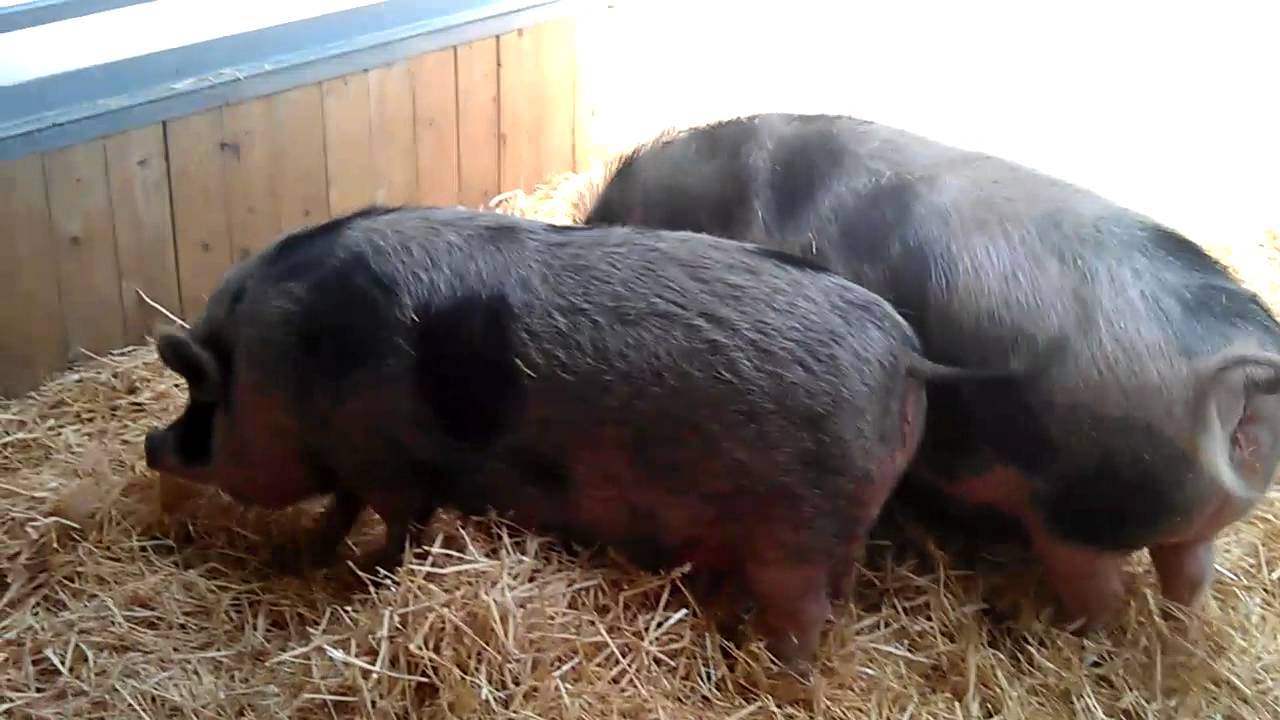 Pigs Fighting @ Folly Farm - YouTube