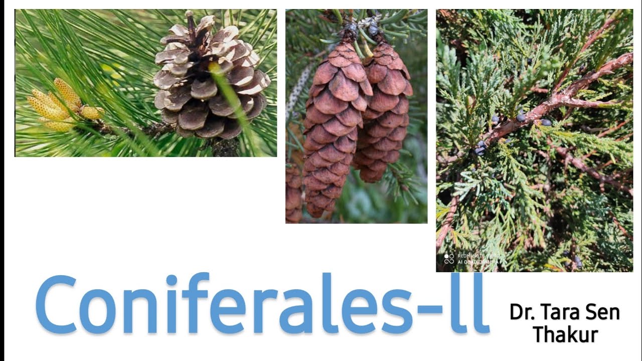 Coniferales ~ll - YouTube