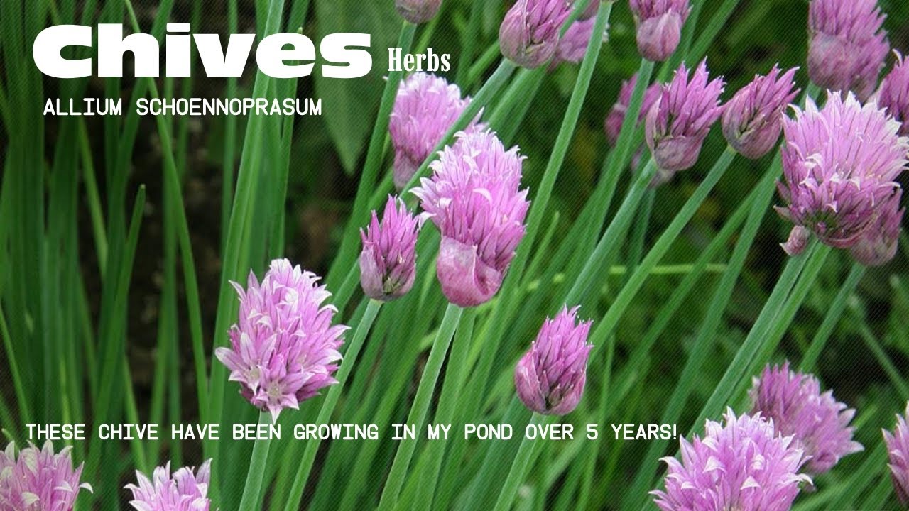 CHIVES | Allium schoenoprasum | You have to love chives! - YouTube