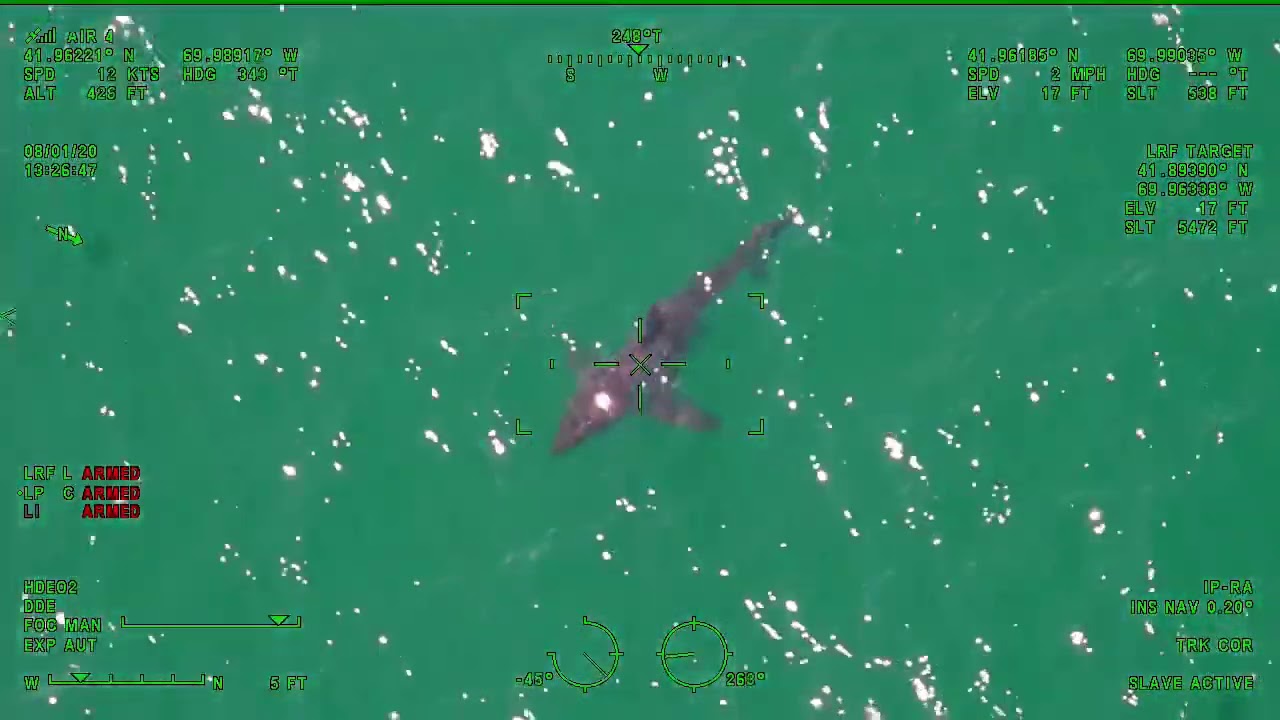 Wellfleet White Shark Sighting - YouTube