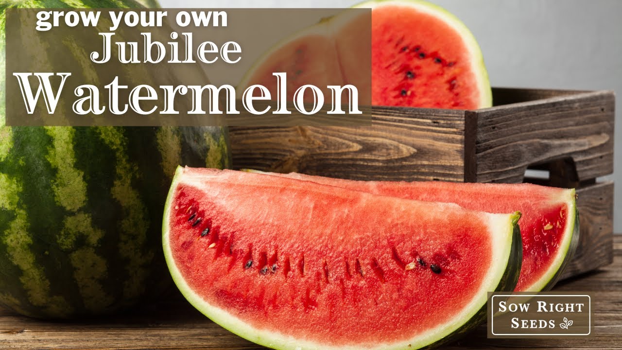Sow Right Seeds | Jubilee Watermelon - YouTube