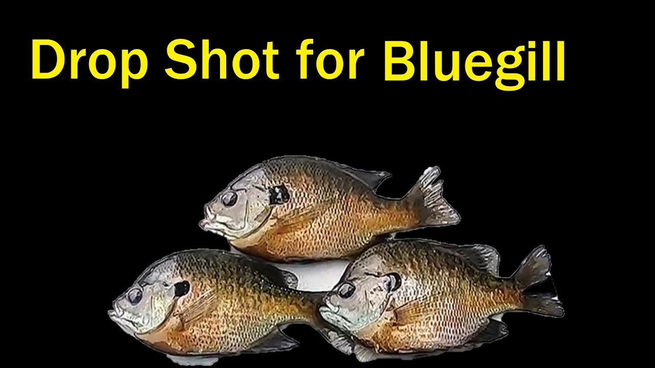 drop shot for bluegill - YouTube
