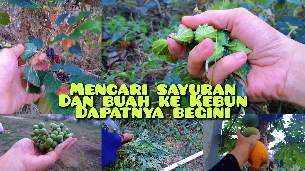 Mencari sayuran dan buah ke kebun dapat buah seru nya rame rame | Daily ...