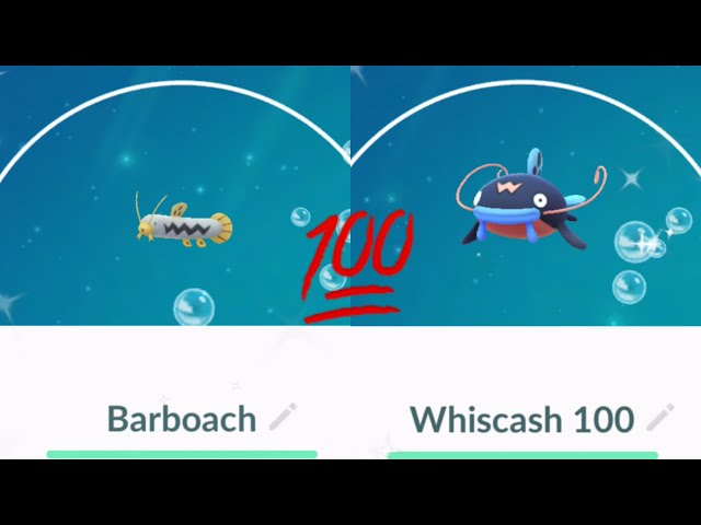 Barboach Evolution