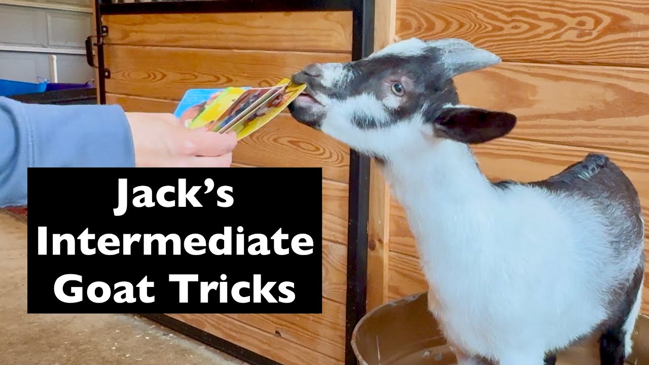 Jack's Intermediate Goat Tricks - YouTube