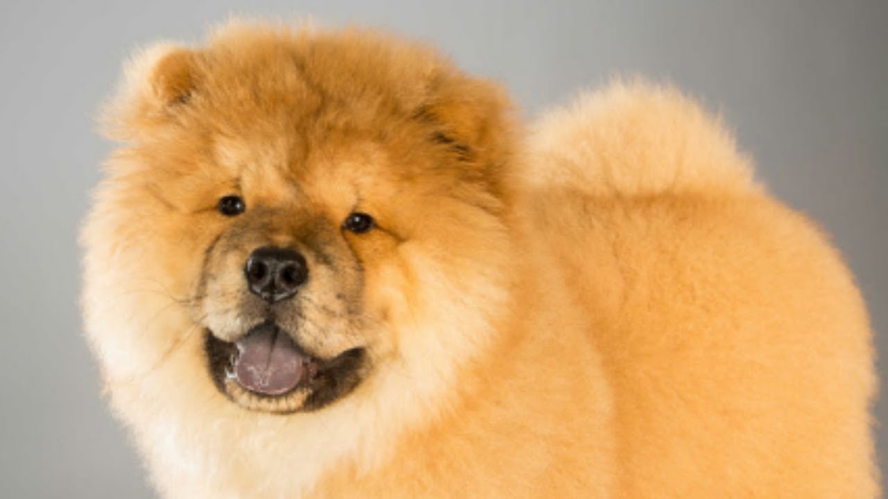 Chow Chow Dog Breed || Chow Chow Mix Breed || Chow Chow Mixed Dog Breed ...