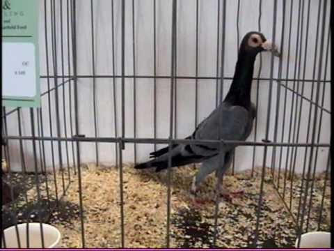 English Carrier Pigeons - YouTube