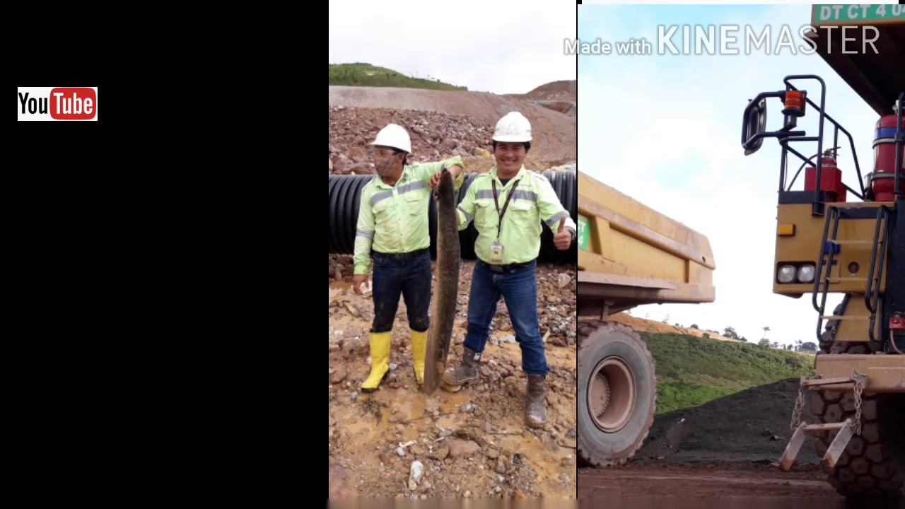 Sogili ukuran basar tadampar di area pertambangan - YouTube