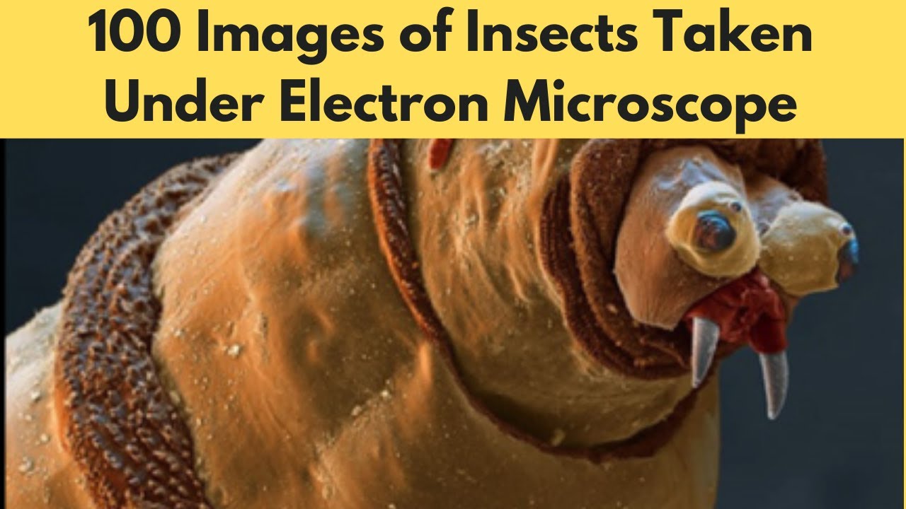 100 Images of Insects Taken Under Electron Microscope - YouTube