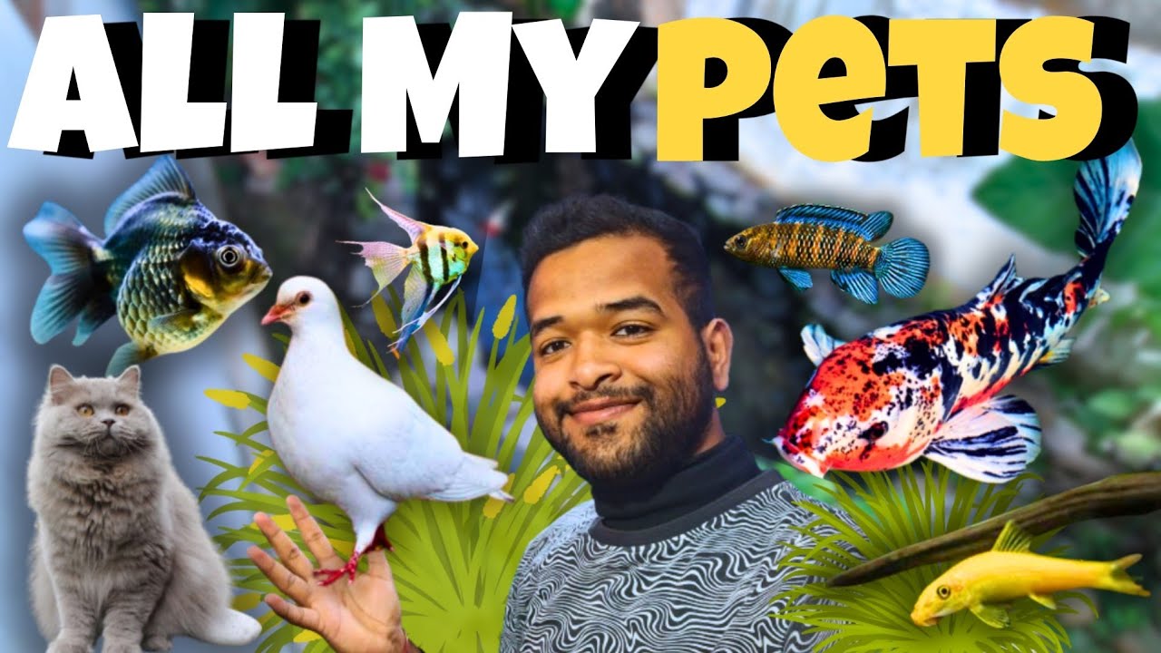 All OF MY PETS IN ONE VIDEO 🤯 || CROODY YOGI - YouTube