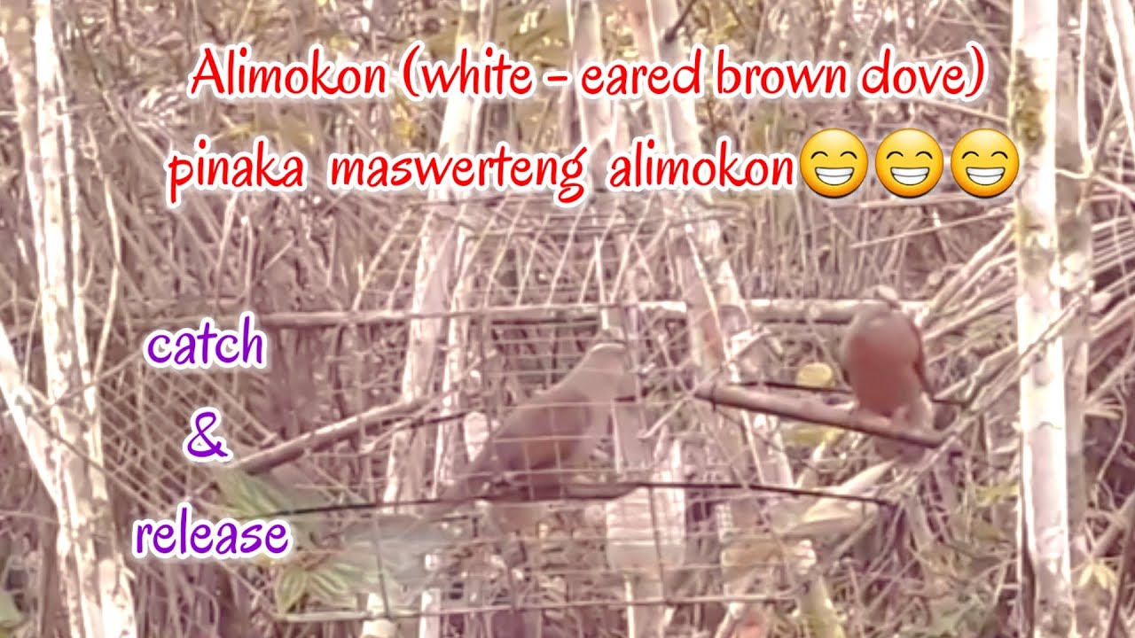 Episode 54. Isa sa pinaka maswerteng alimokon😁😁😁. catch & release ...