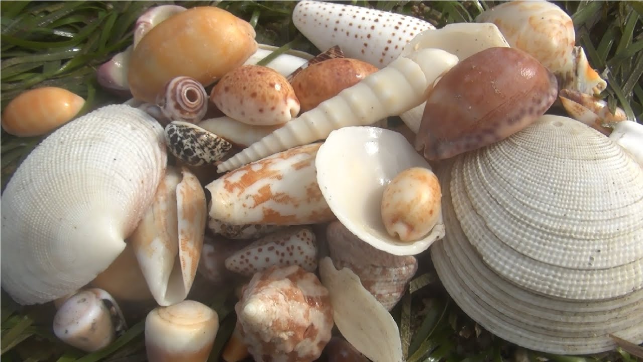 Walking on the beach, I found many pieces of coral and shells washed ...