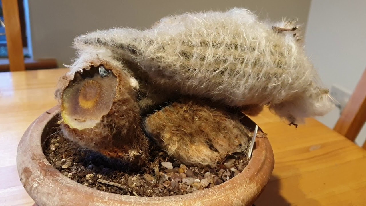 What cold damage does to cacti - YouTube