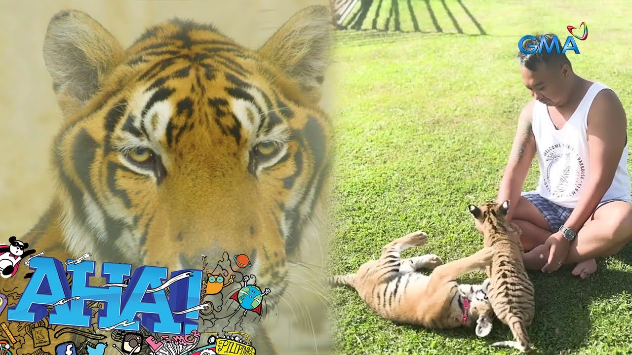Tips sa pag-aalaga ng wild animals, alamin! | AHA! - YouTube