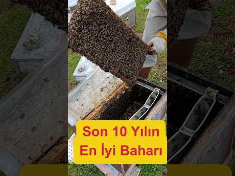 Oğulun En Önemli Sebebi Nedir? #arıcılık #beekeeping #oğul#bee swarm
