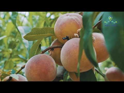 TEPEKÖY ŞEFTALİSİ