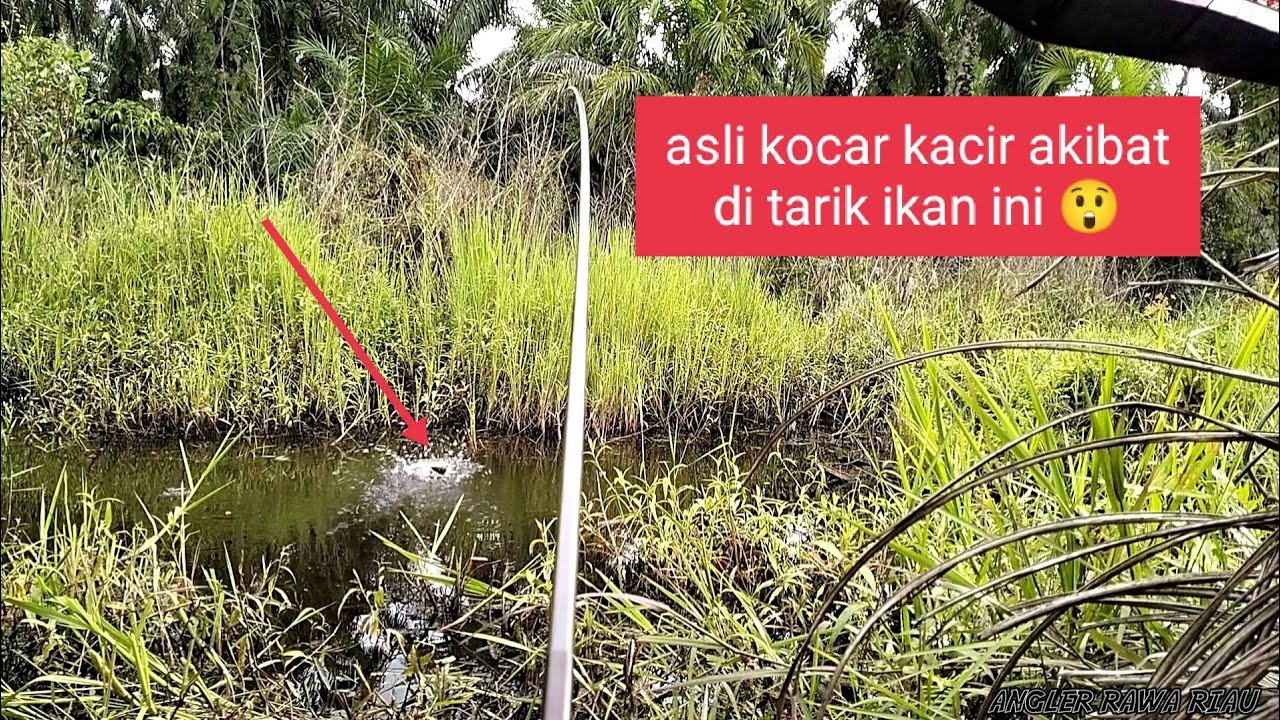 asli pemancing mana yang gek kepengen mancing di spot seperti ini ...