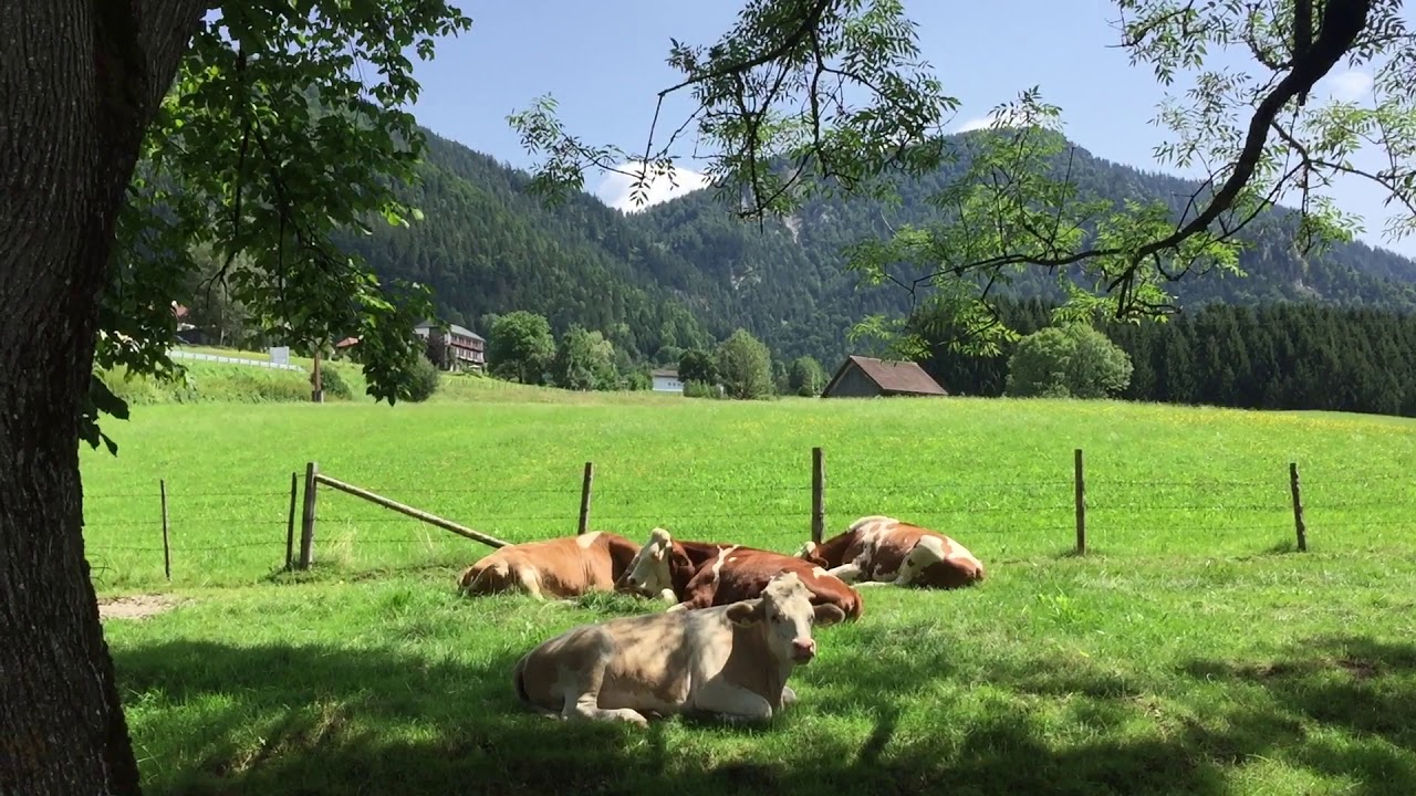 Austrian Cows - YouTube