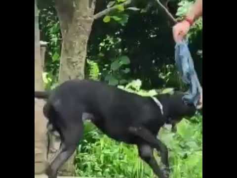 Frustrated dog biting clothes,feet,and leash| Dog playing with clothes ...