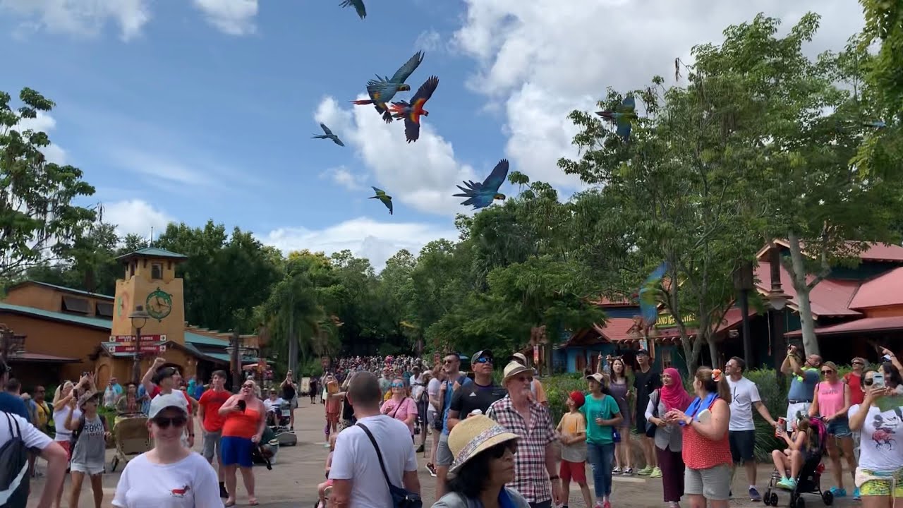 Macaws fly over at disney's Animal Kingdom winged encounters - the ...