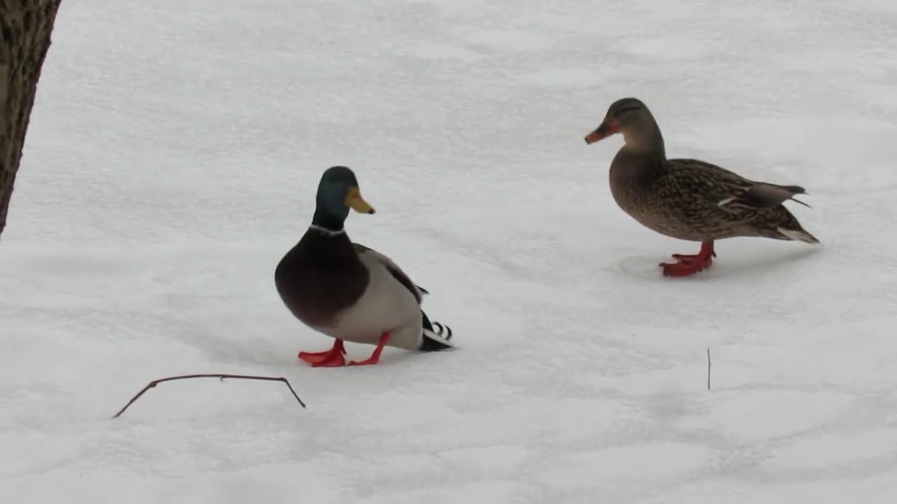 Ducks slip sliding on ice - YouTube