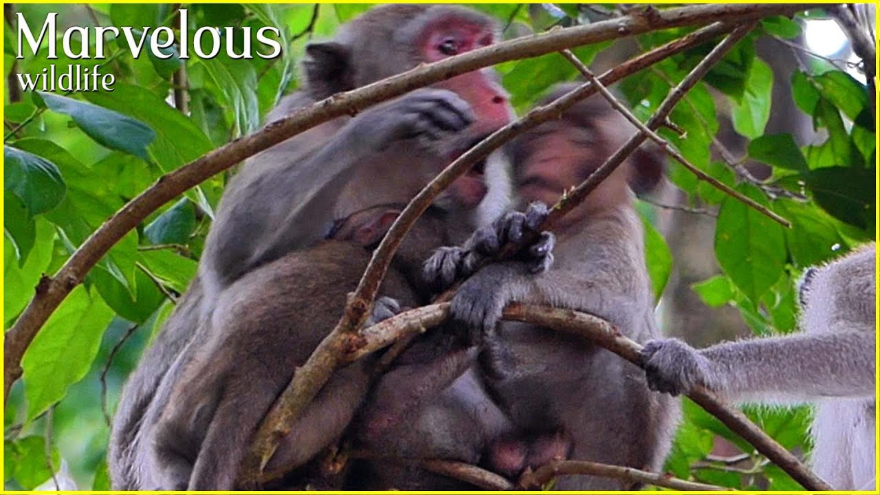 Unexpected ! It's the m+istake of little Jonna try to explore milk ...