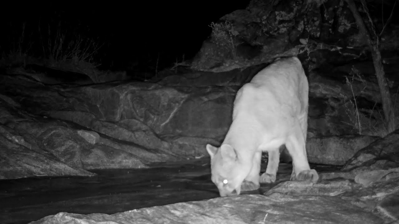 Four Cameras, Three Mountain Lion Clips - YouTube