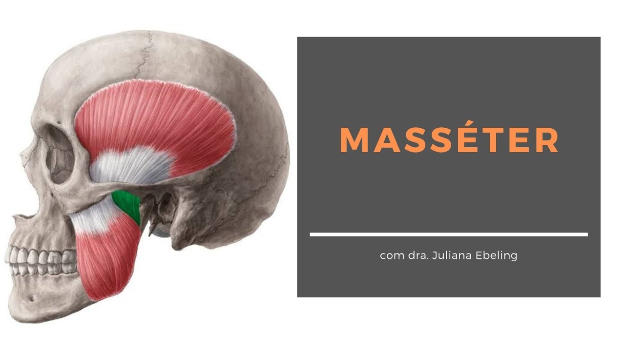 #2 Músculo Masséter - YouTube