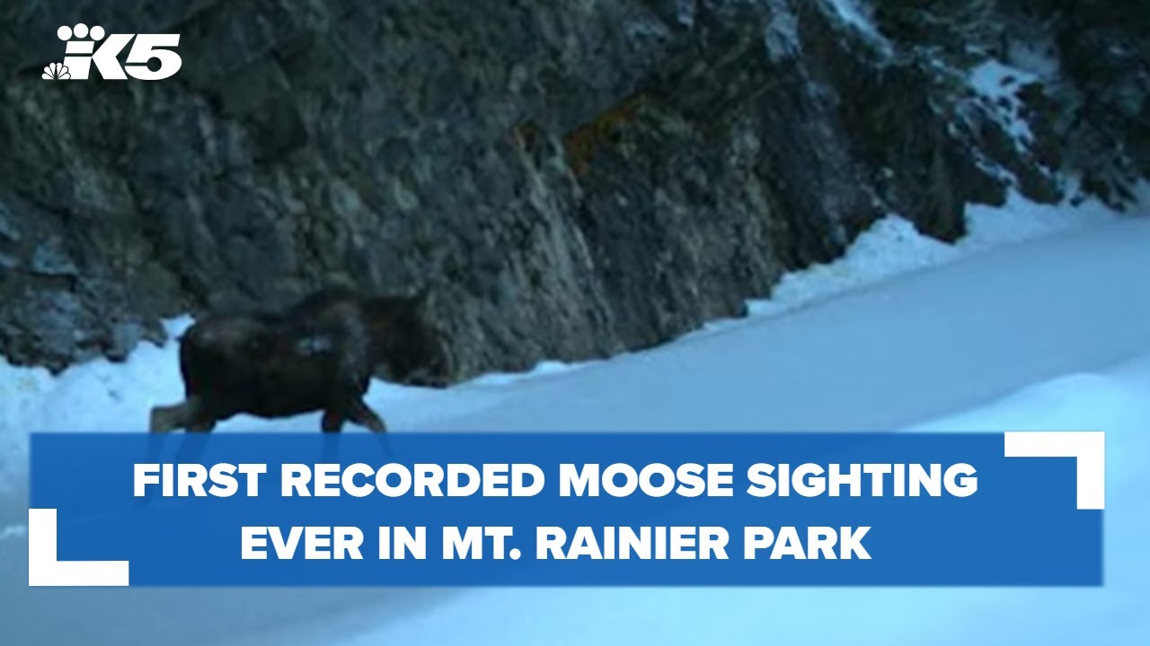 First recorded moose sighting ever in Mount Rainier National Park - YouTube