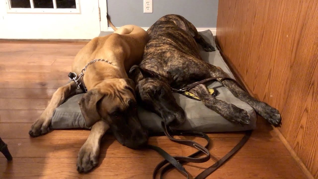 How I Feed Finn and Magic the Great Danes - YouTube