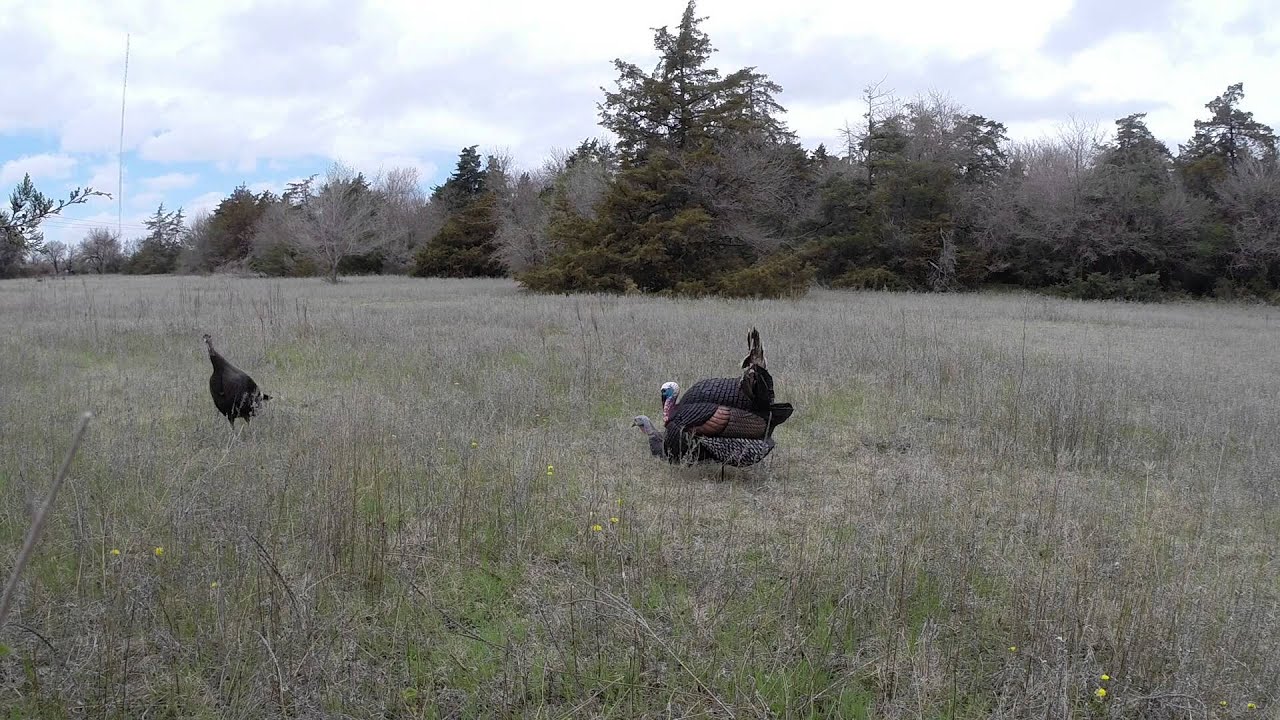 Hen Talking - YouTube