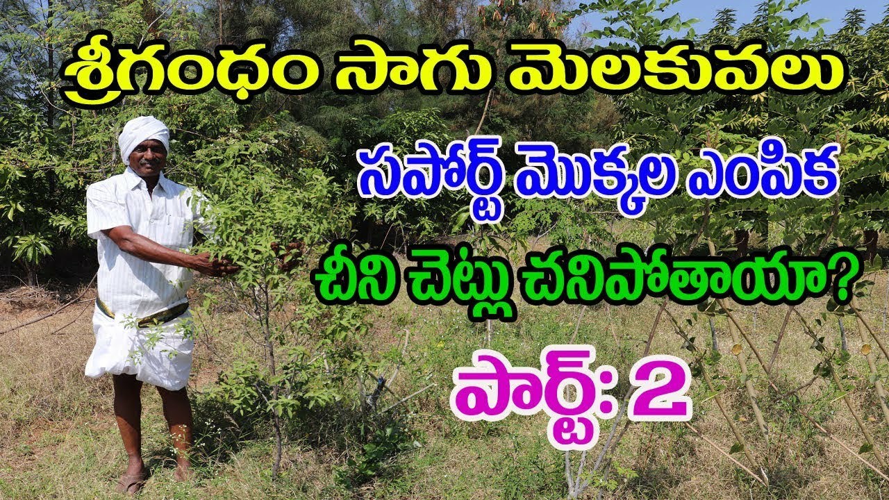 శ్రీగంధం సాగు మెలకువలుపార్ట్_2. Srigandham Farming Techniques, Best ...