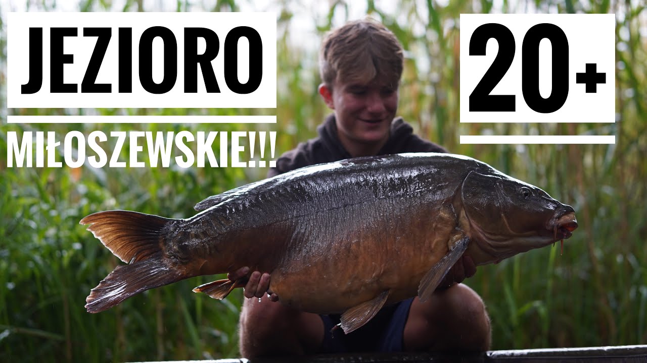 WIELKIE MIŁOSZEWSKIE KARPIE! - taktyka na Jezioro Miłoszewskie ...