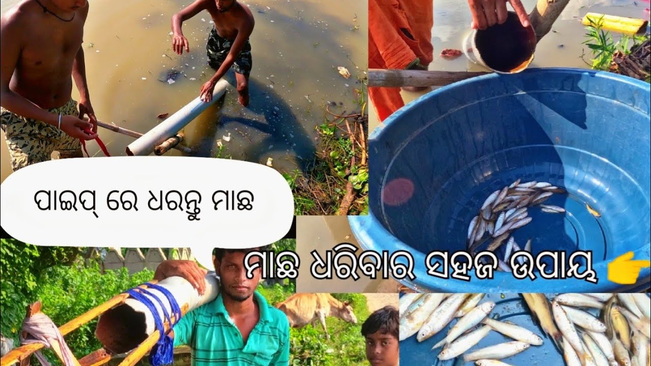 ପାଇପ୍ ରେ ଧରନ୍ତୁ ମାଛ🐬||ମାଛ ଧରିବାର ସହଜ ଉପାୟ||unique technique of catch ...