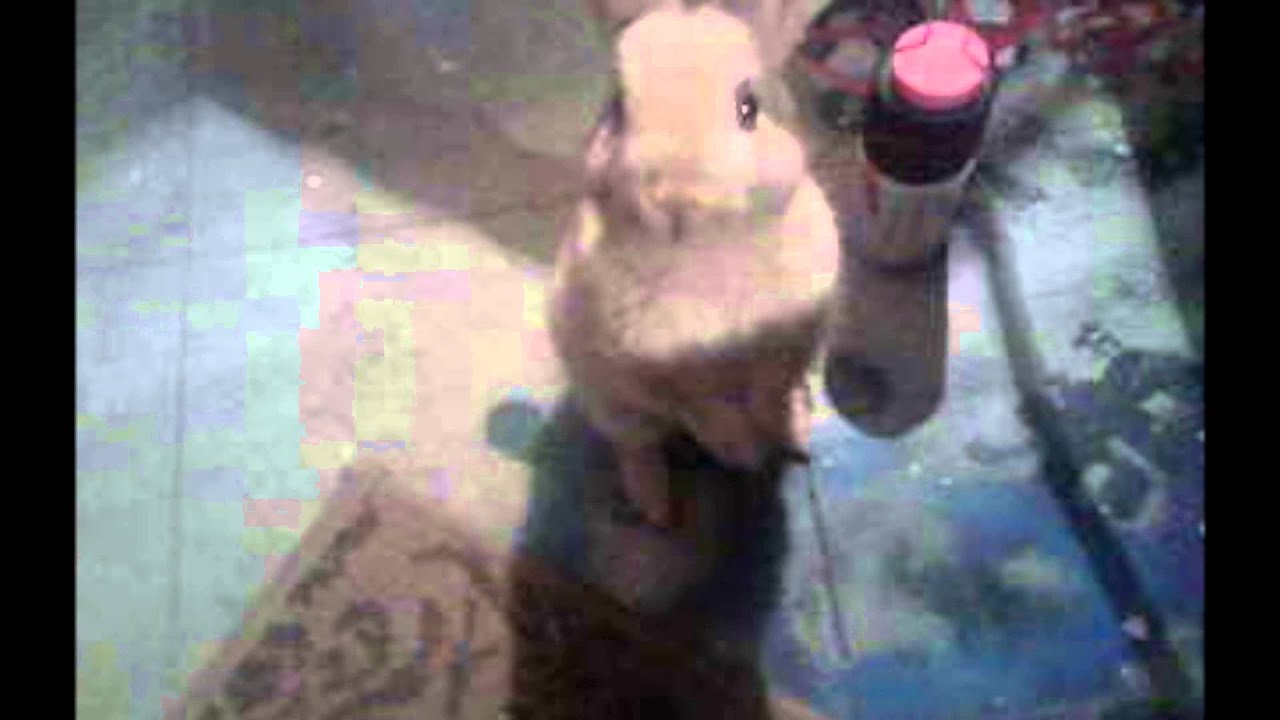 el conejito callado - YouTube