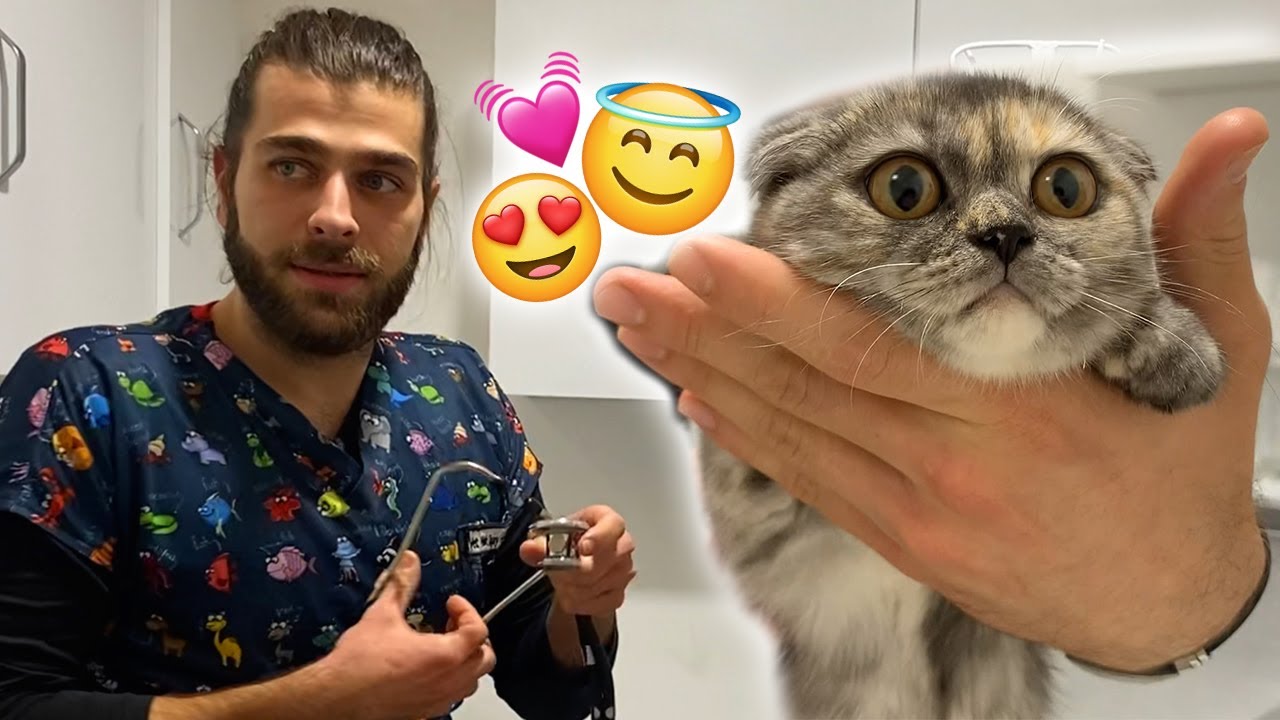 KOCA GÖZLÜ YAVRU KEDİ! 🤩 Dünya Tatlısı Scottish Fold Yavru Kedi! # ...