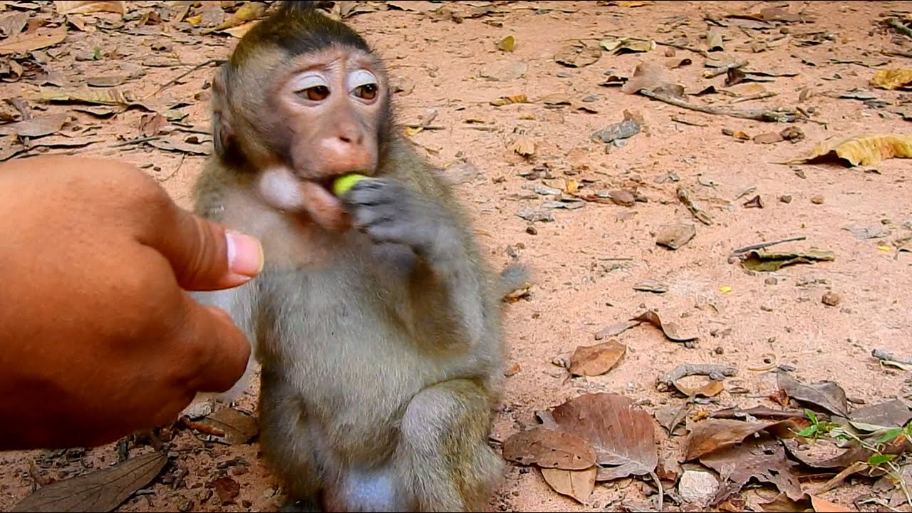 Time to feed poor handicap monkey, Bobby is a poor baby in his ...